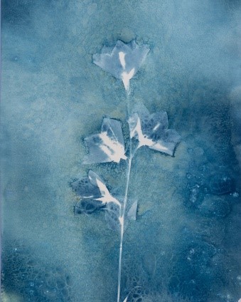 Jenny Neale – Bonsall Arts Trail